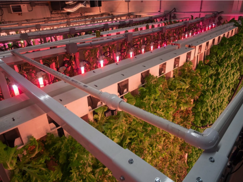 AgriTech North Launches Vertical Farming to Tackle Food Insecurity